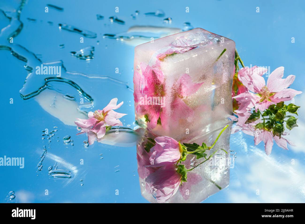Icy transparent podium with flowers on a mirror blue sky background ...