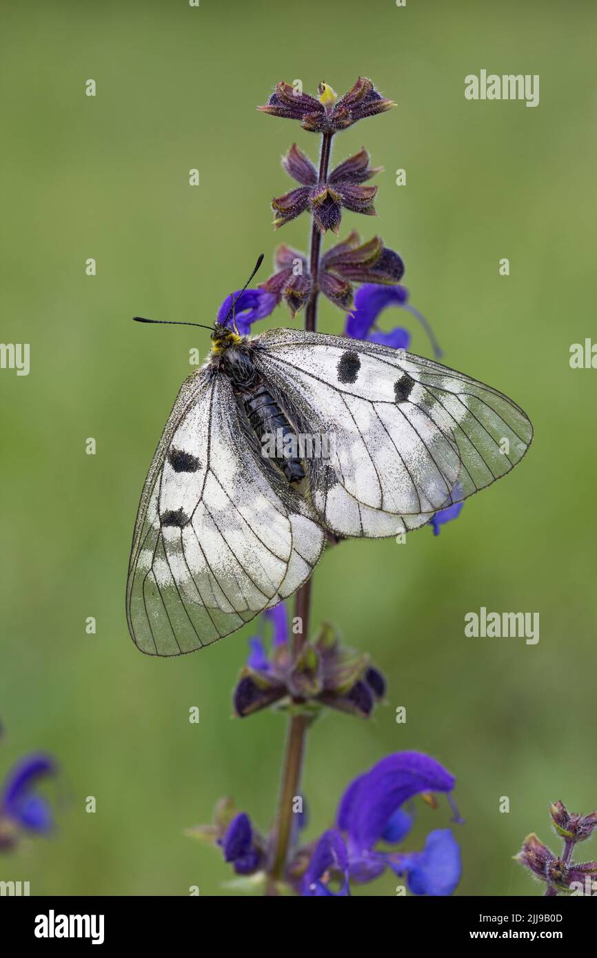 Clouded apollo parnassius mnemosyne hi-res stock photography and images ...