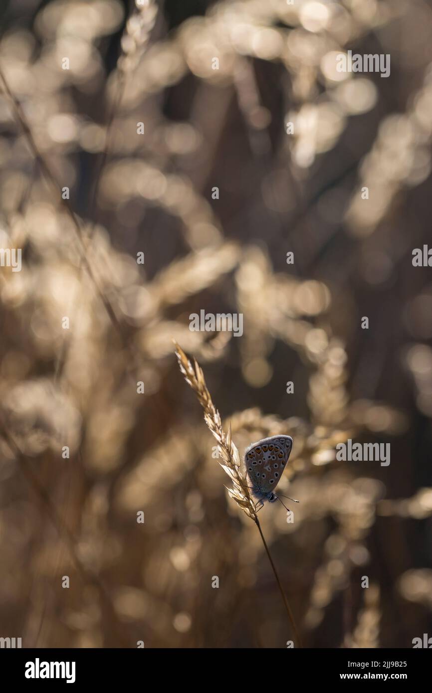 Common blue Polyommatus icarus, male imago, roosting on grass ear ...