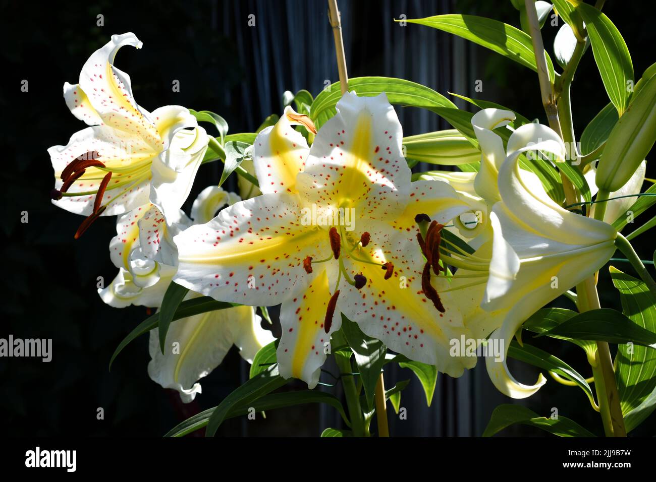 Mouchete acajou hi-res stock photography and images - Alamy