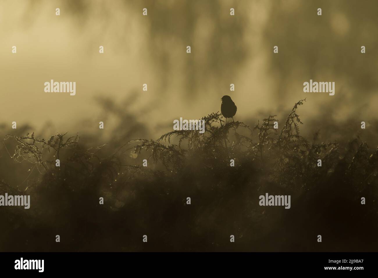 Common stonechat Saxicola torquata, adult male, perhced & calling in ...