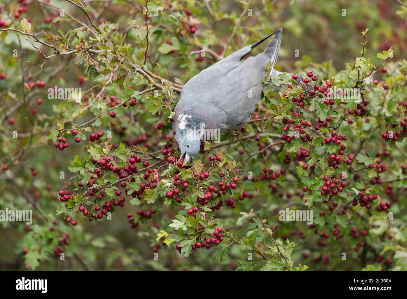 Common wood pigeon Columba palumbus, foraging on Common hawthorn ...