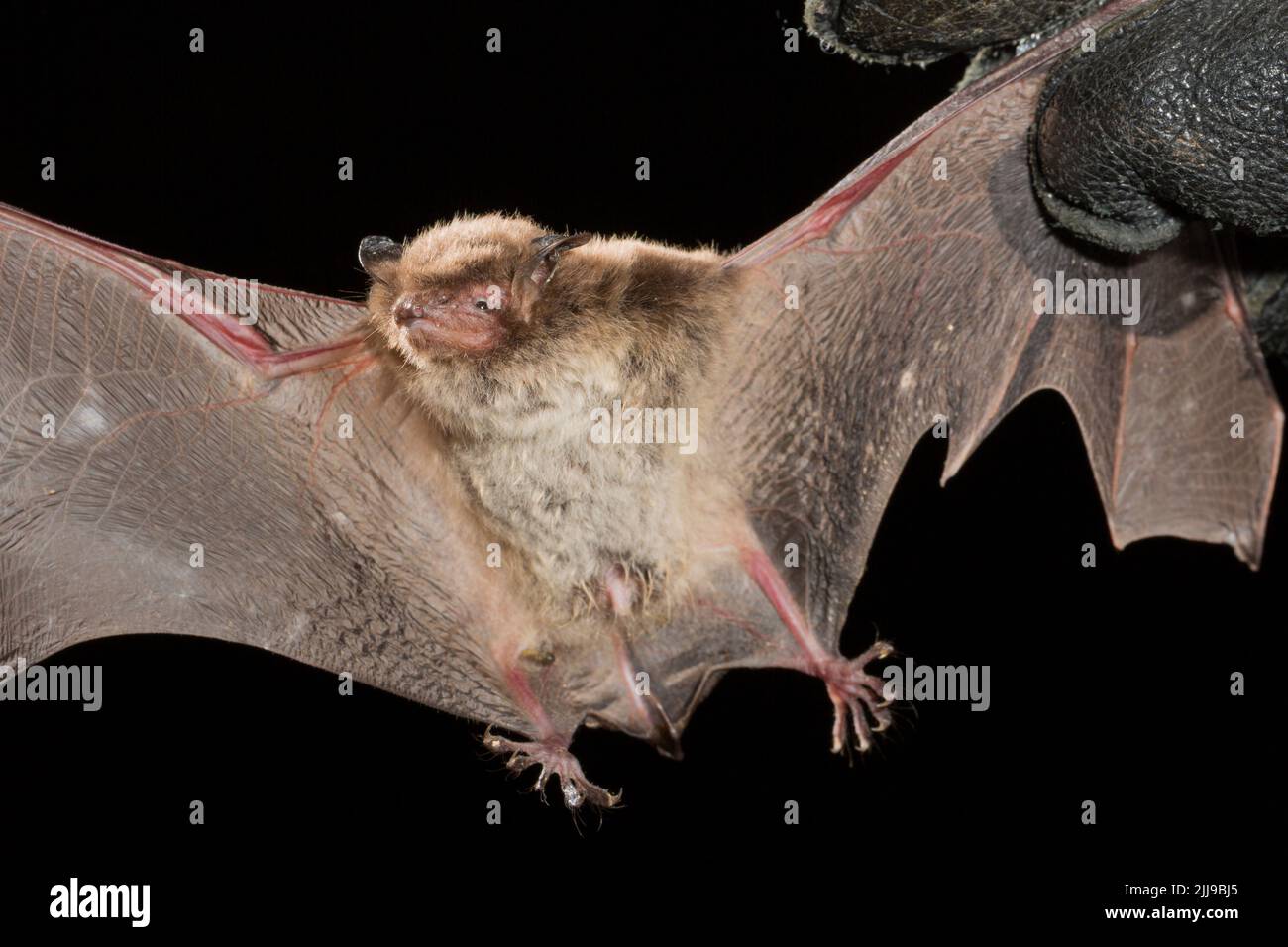 Daubenton's bat Myotis daubentonii, (controlled) in hand, caught under ...