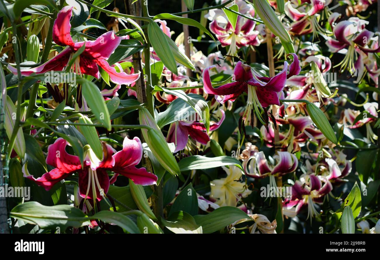 Lys rouge Miss Feya (jardin du ruisseau de l'église 2022 Stock Photo ...