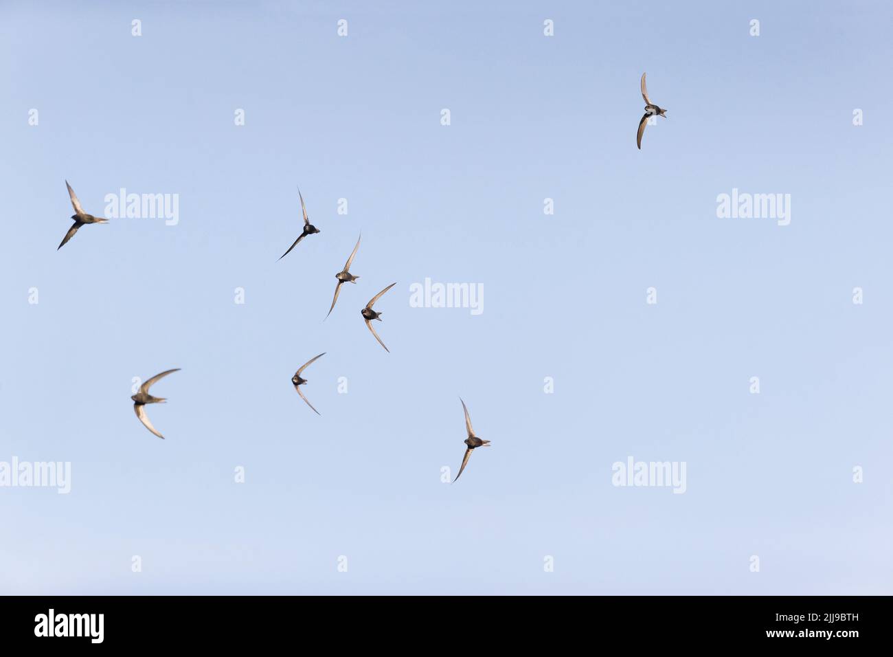 Common swift Apus apus, adult flock flying, Suffolk, England, July ...