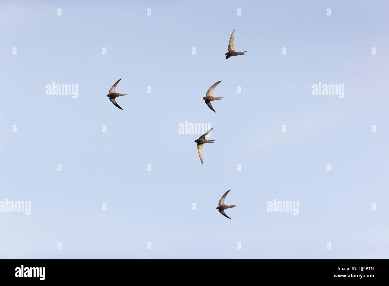 Common swift Apus apus, 5 adults flying, Suffolk, England, July Stock ...