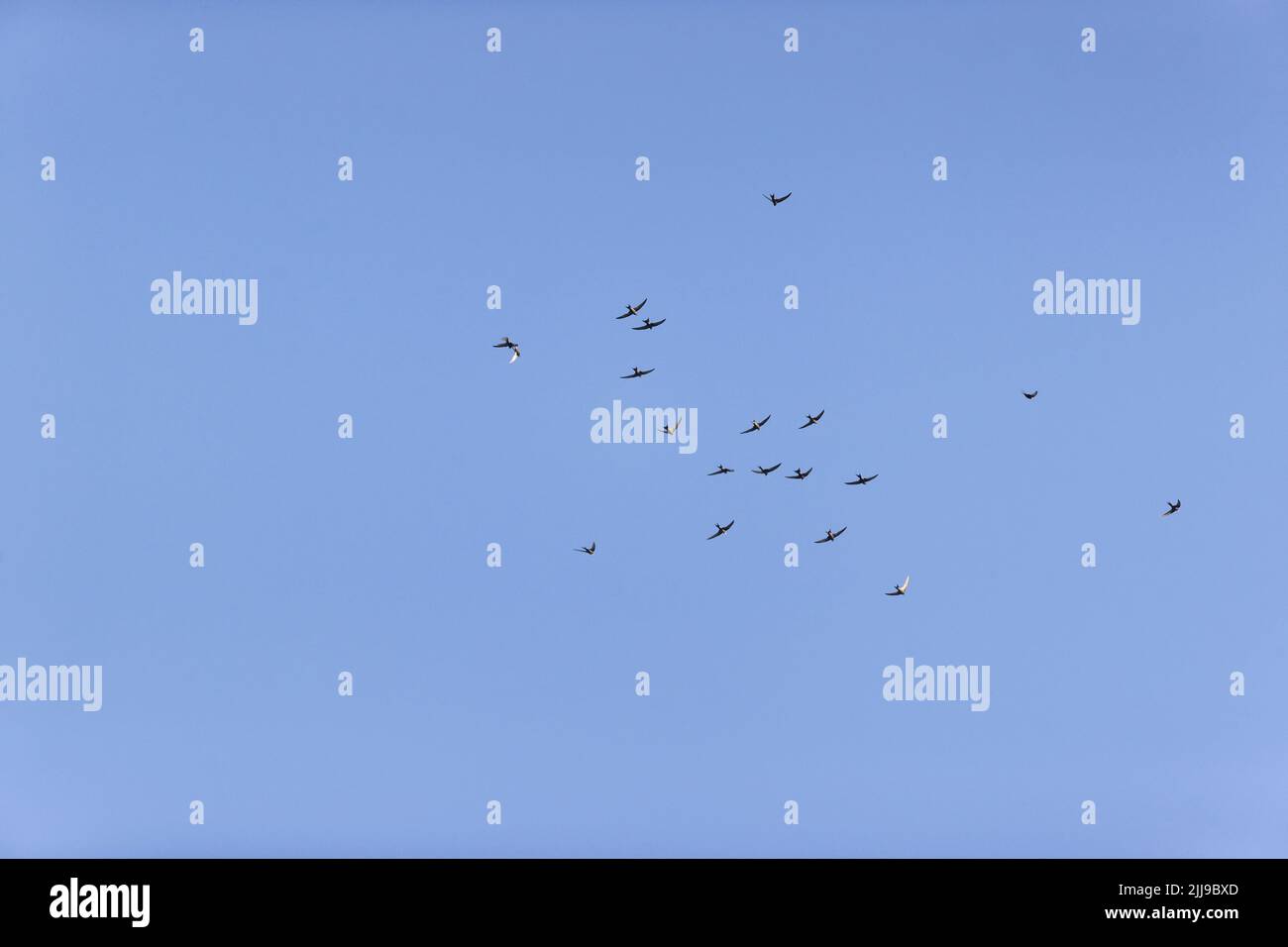 Common swift Apus apus, flock flying, Suffolk, England, July Stock ...