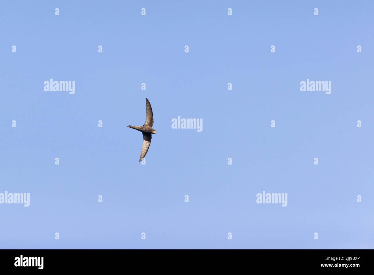 Common swift Apus apus, adult flying with mouth pouch full of insects ...