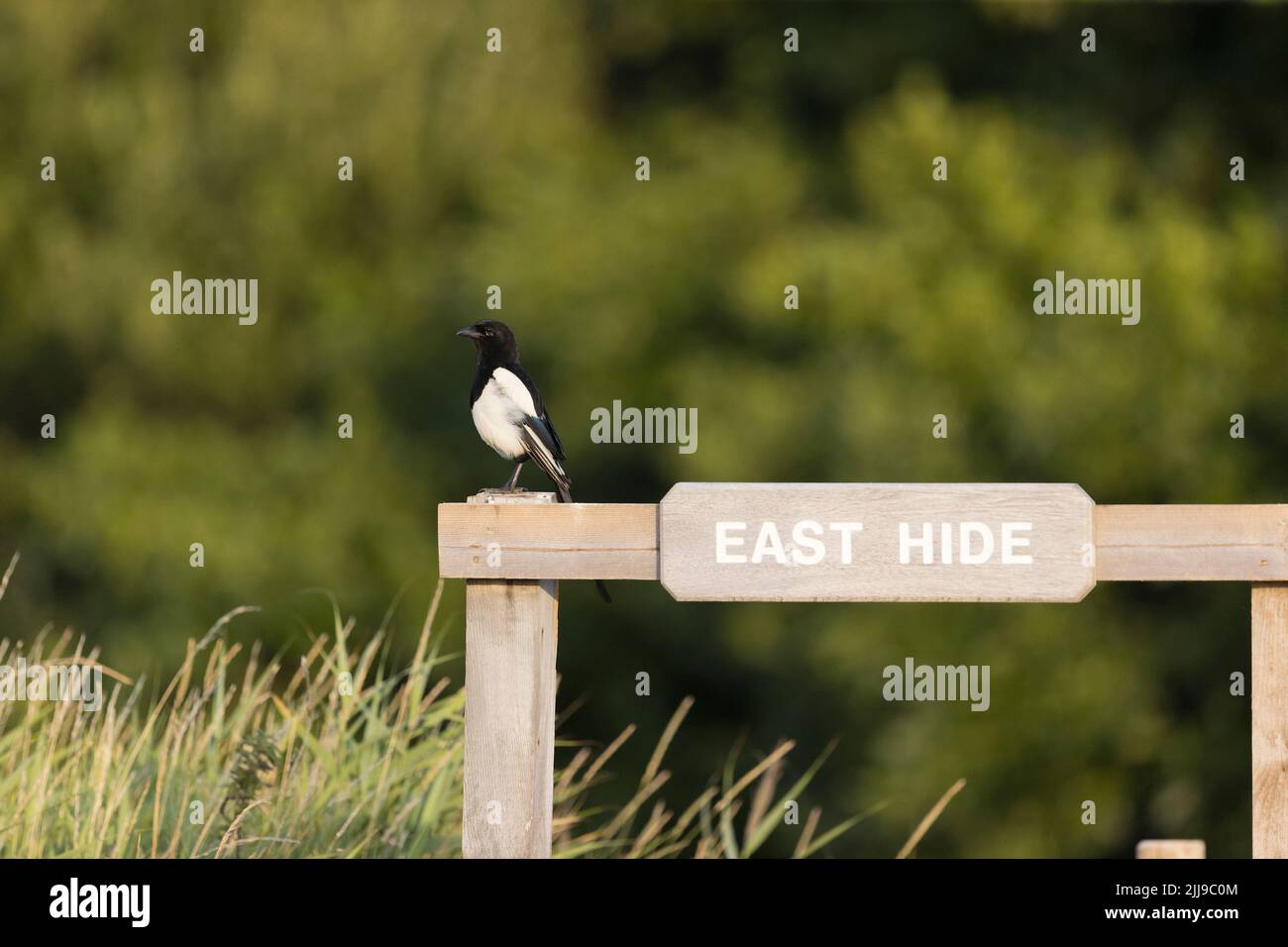 Magpie pica pica bird hi-res stock photography and images - Alamy