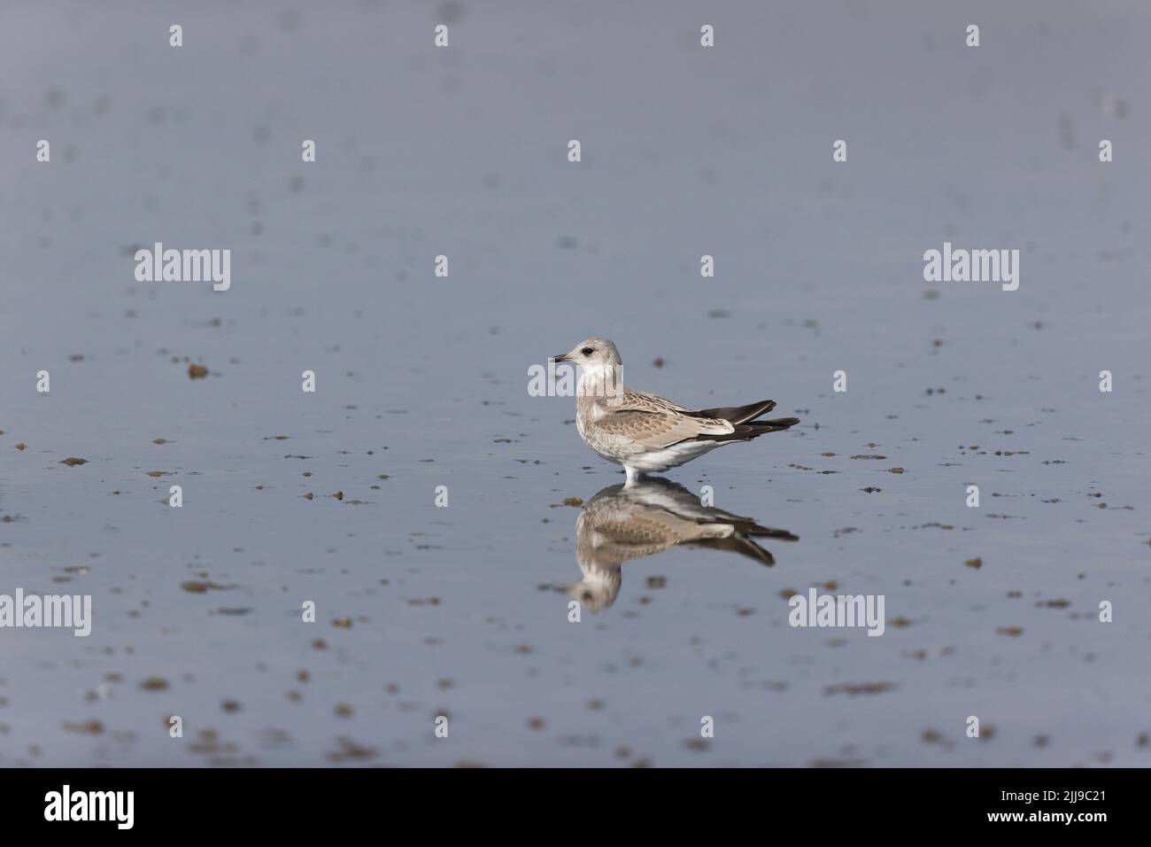 Common gull Larus canus, juvenile standing in shallow water, RSPB ...