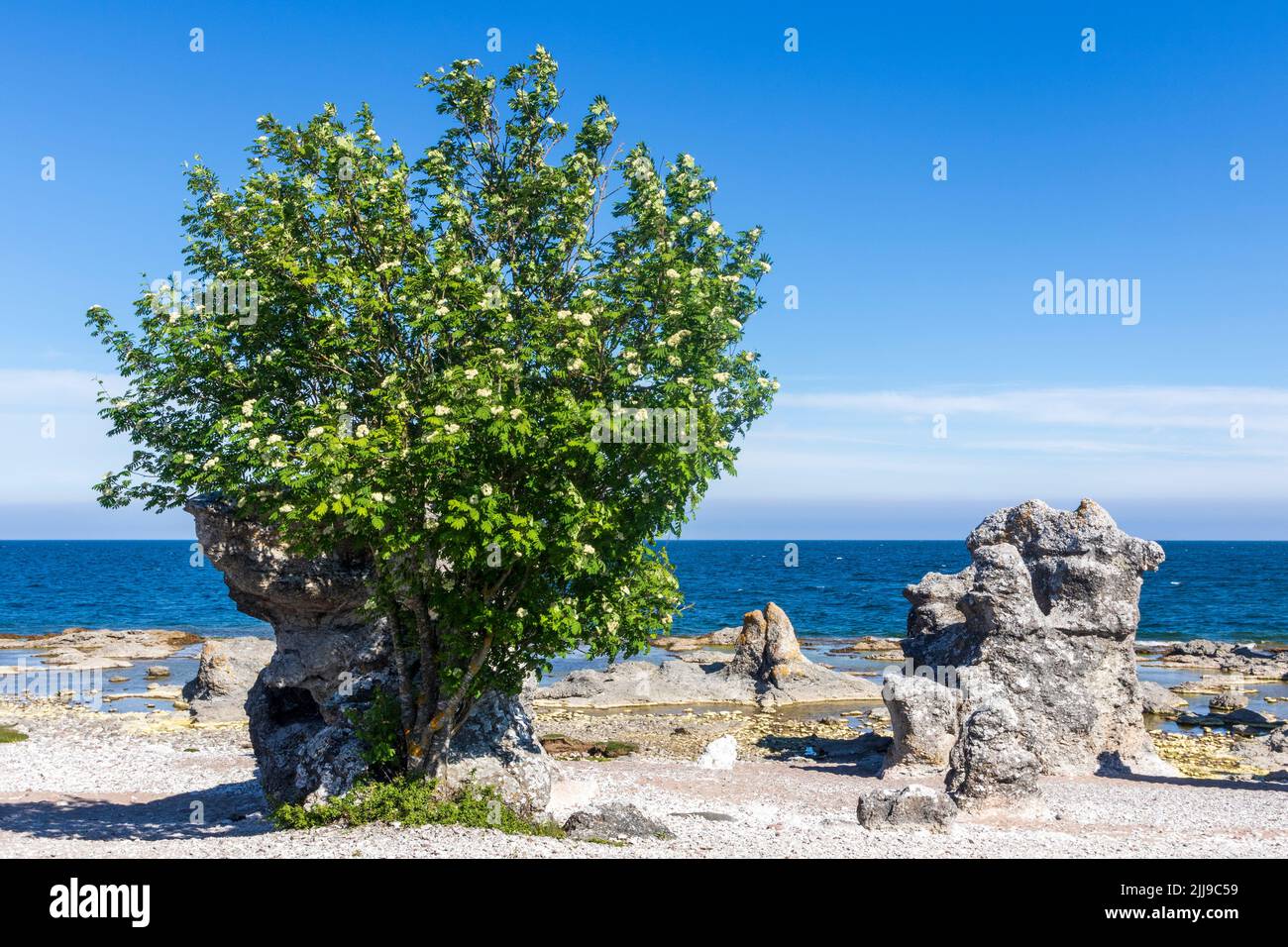 limestone pillars on Gotland in Sweden Stock Photo - Alamy