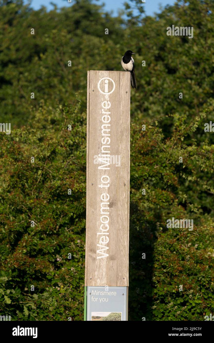 Common magpie Pica pica, adult perched on sign, RSPB Minsmere Nature ...
