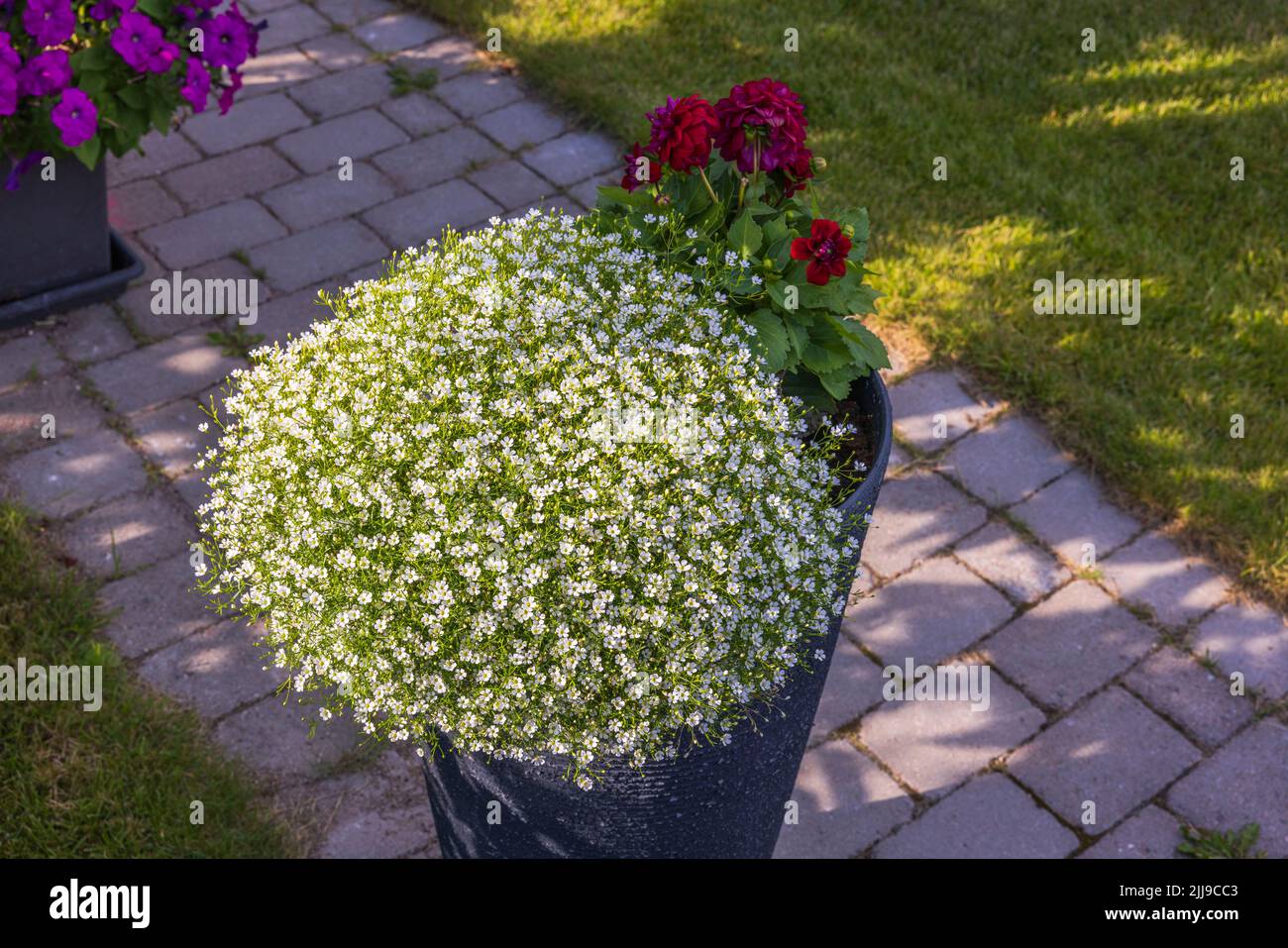 Red dahlia sweden hi-res stock photography and images - Alamy
