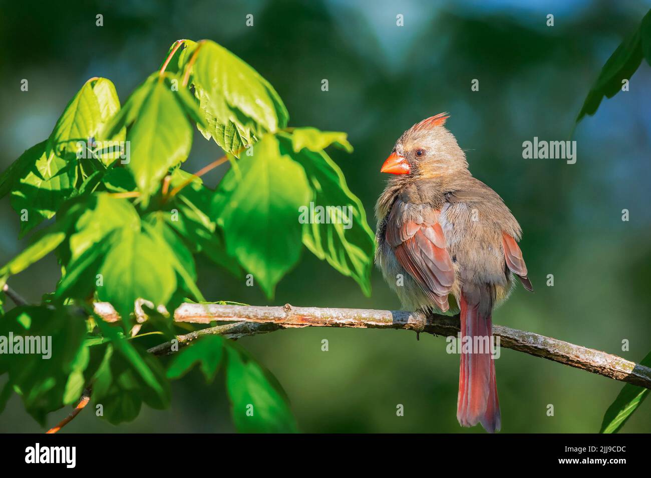 Female Northern Cardinal (Cardinalis cardinalis) sitting on a tree ...
