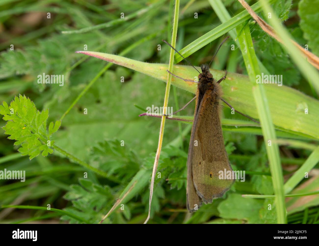 detailed closeup of a meadow brown butterfly (Maniola jurtina) resting ...