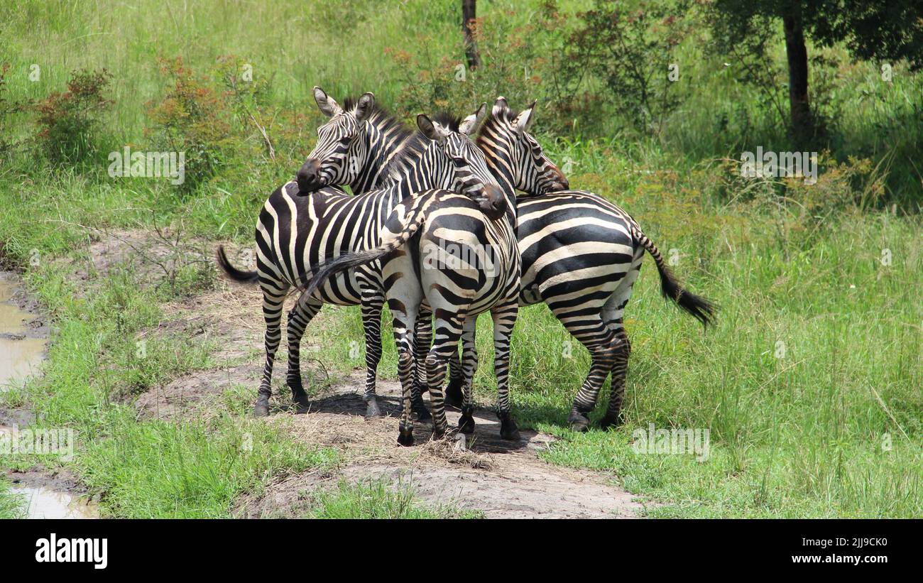 Zebras in Akagera National Park, Rwanda Stock Photo - Alamy