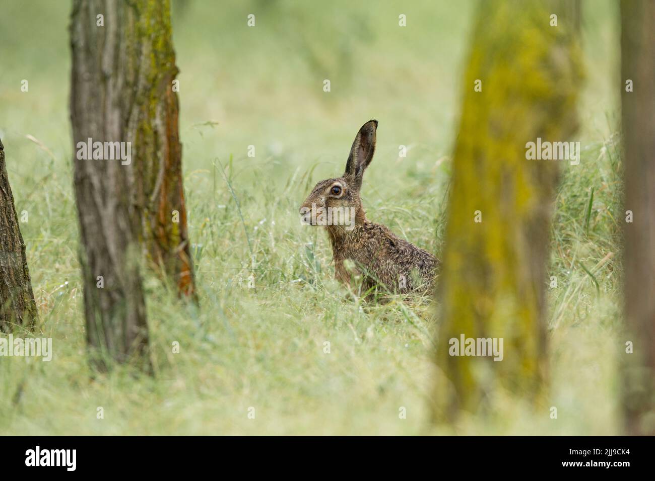 European hare Lepus timidus, adult, foraging in woodland, Tiszaalpár ...