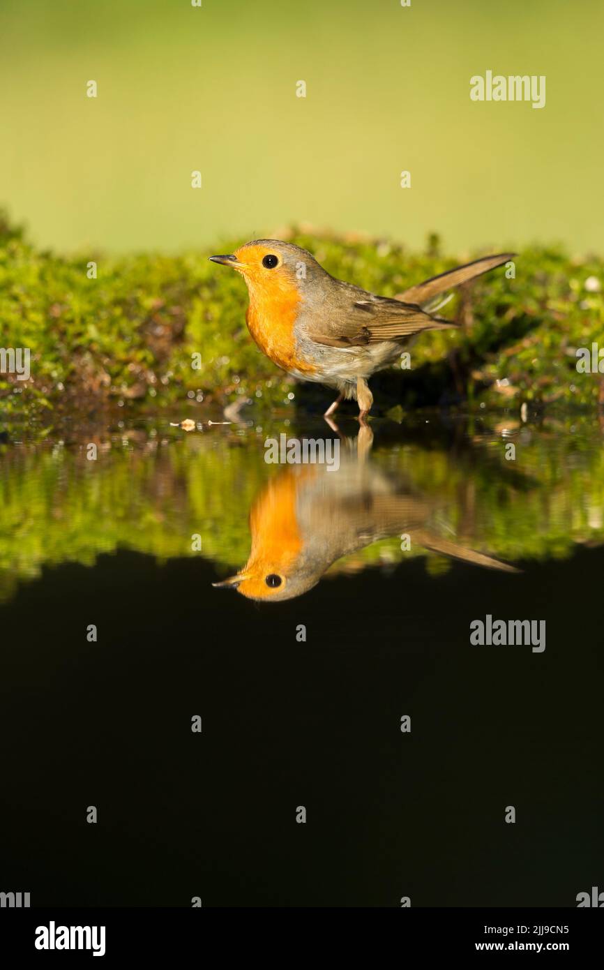 European robin Erithacus rubecula, adult, at woodland pool, Tiszaalpár ...