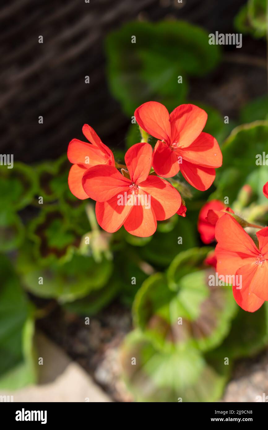 detailed close up of Pelargonium inquinans, the scarlet geranium Stock ...