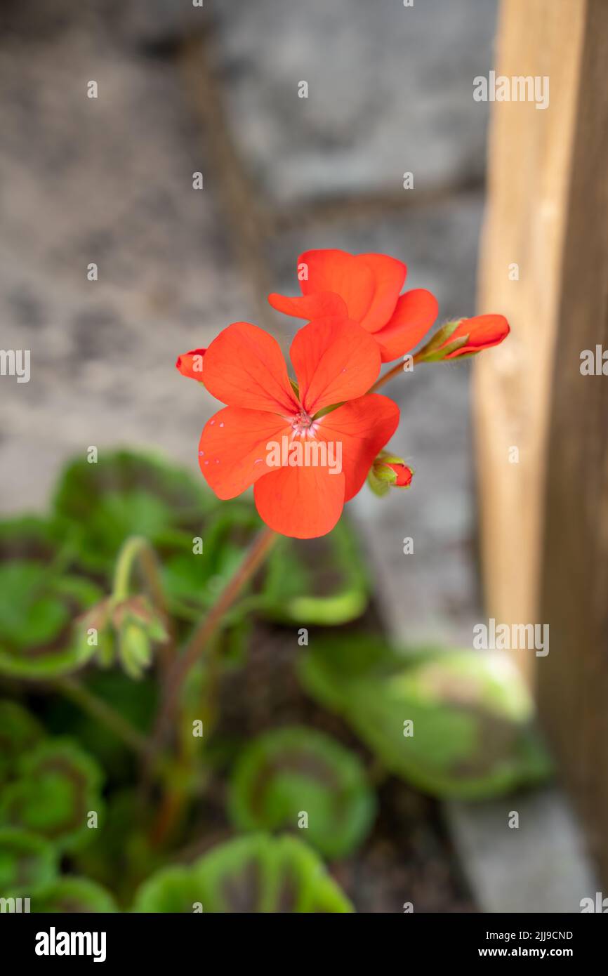 detailed close up of Pelargonium inquinans, the scarlet geranium Stock ...