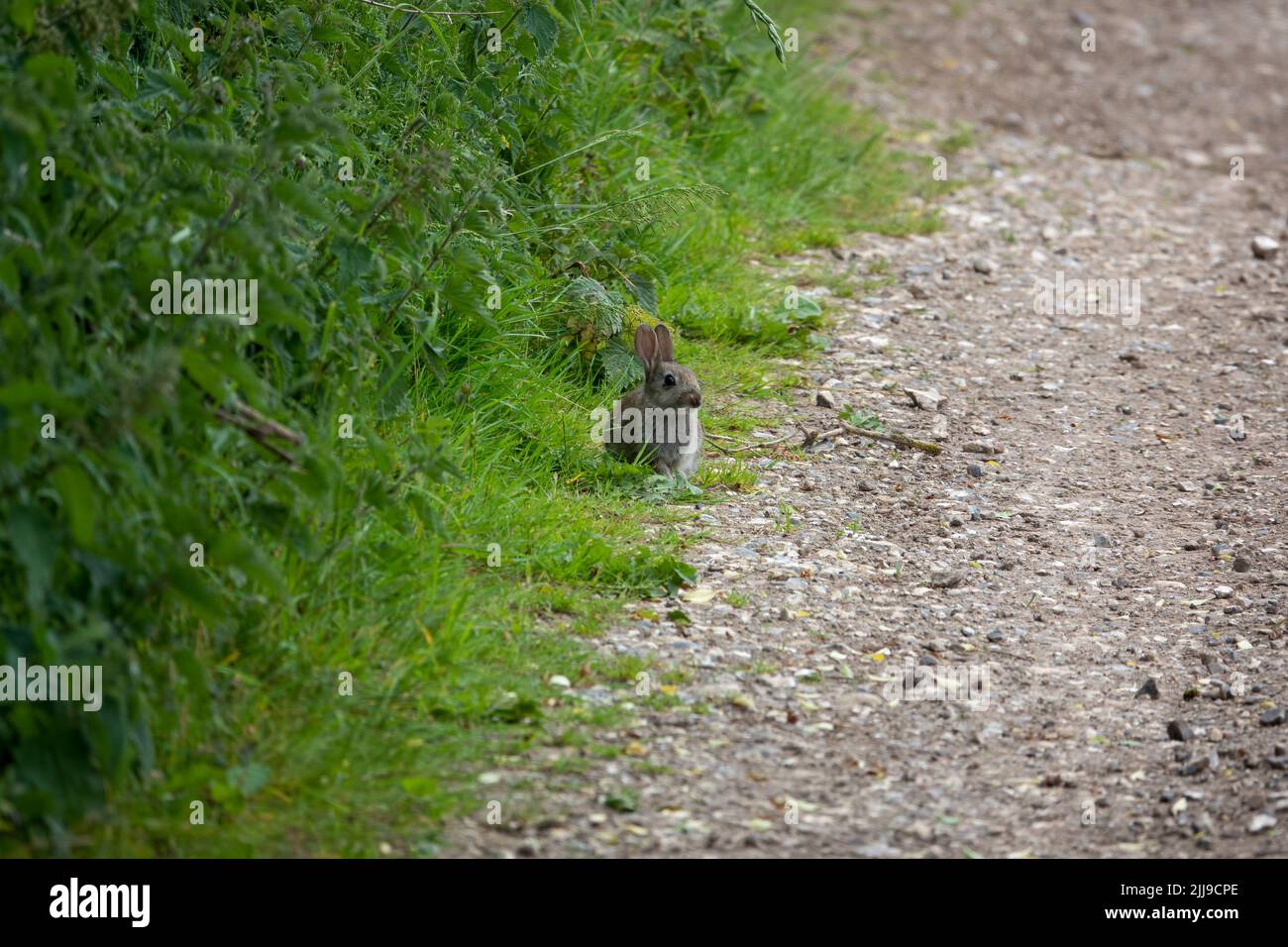 a wild yougn rabbit sits at the side of a stone track Stock Photo - Alamy