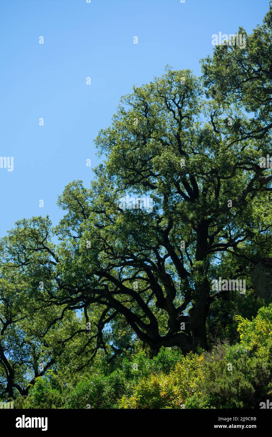Mediterranean forest africa hi-res stock photography and images - Alamy
