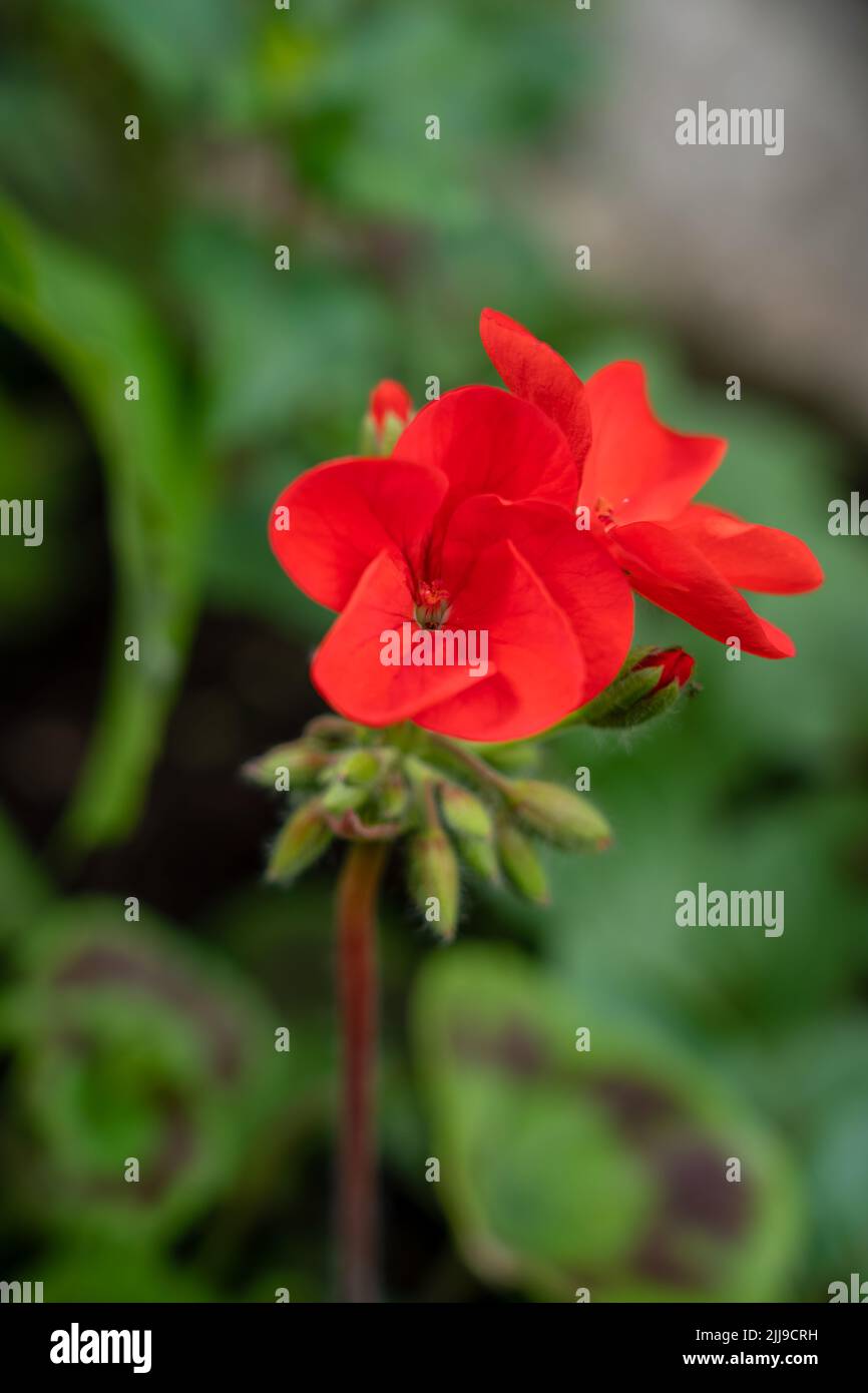detailed close up of Pelargonium inquinans, the scarlet geranium Stock ...