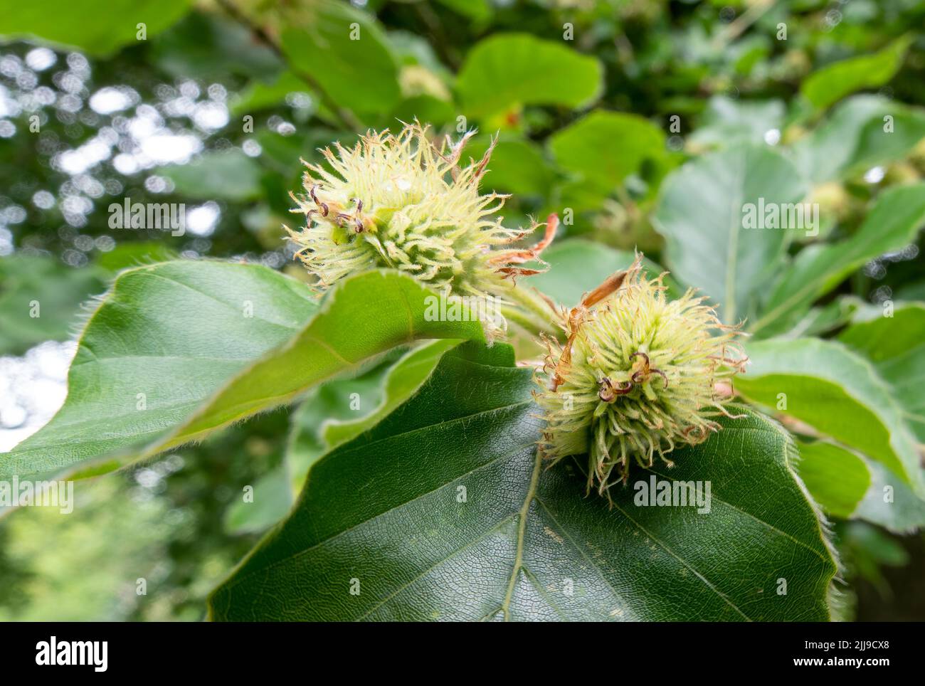 detailed close up of beech nuts on a European Beech tree (Fagus ...