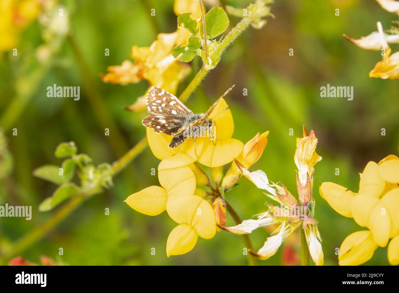 closeup of a Burnet Companion moth (Euclidia glyphica) feeding on Bird ...