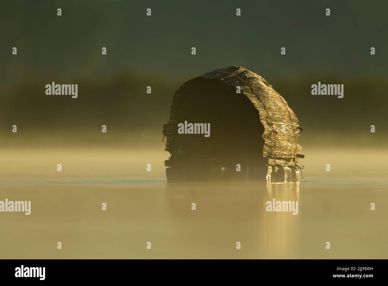 Landscape view of floating hide on flooded marsh during misty sunrise ...