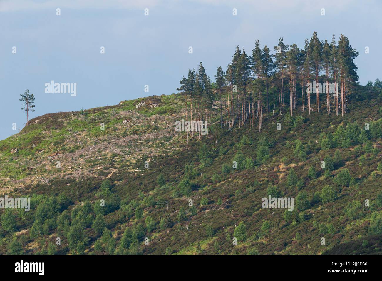 Afforestation And Deforestation