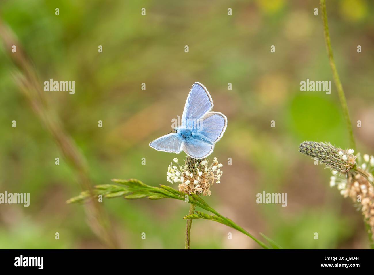 Common blue butterfly caterpillar hi-res stock photography and images ...