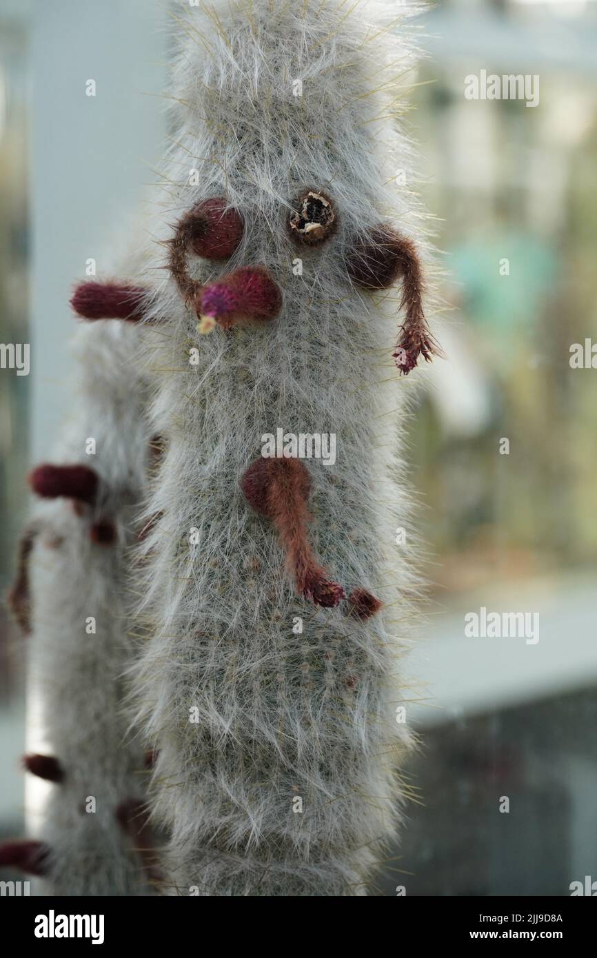 A vertical shot of a cleistocactus strausii also known as a silver ...