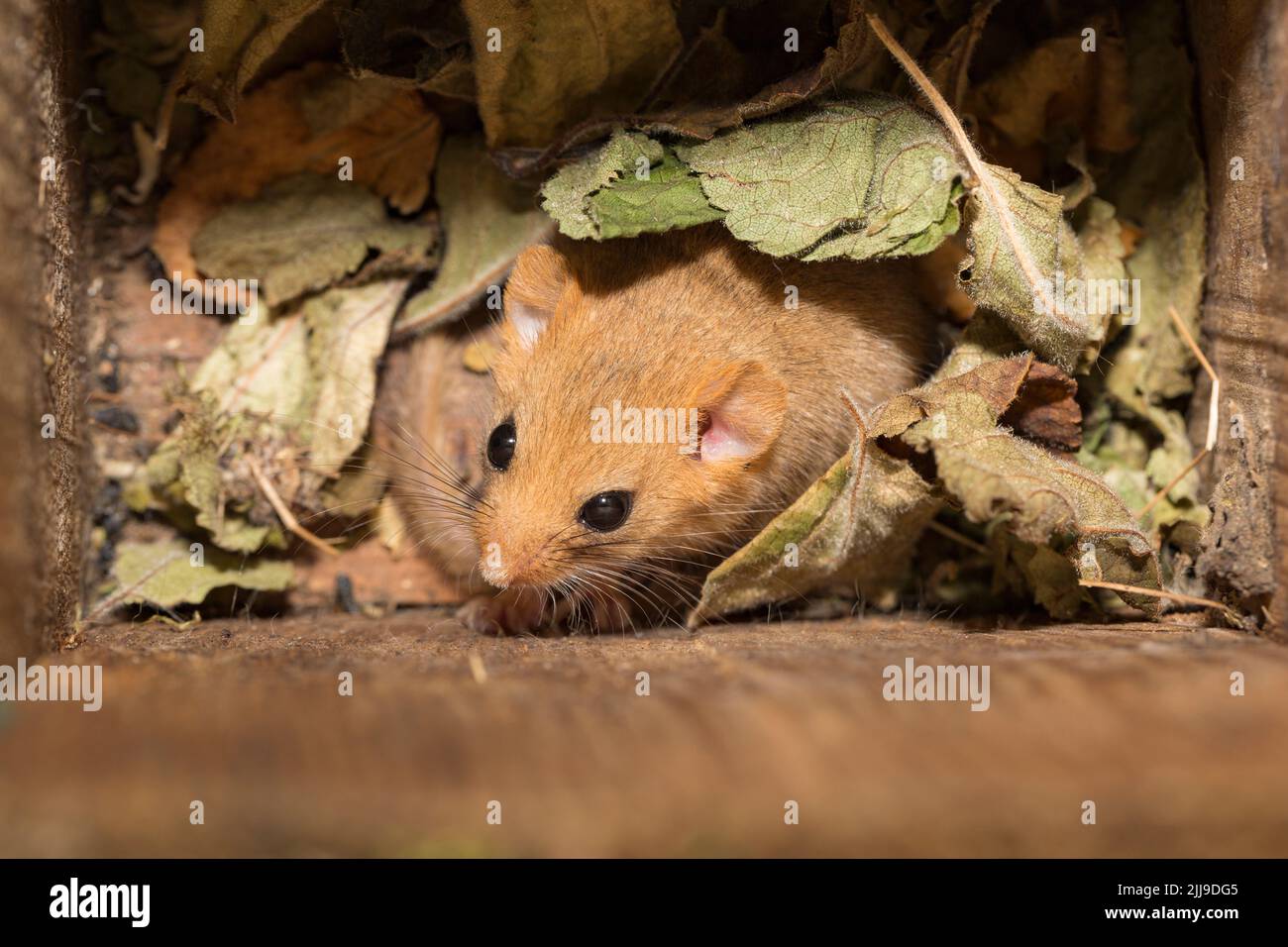 Hazel dormouse Muscardinus avellanarius, adult, in nesting box, Bükk ...