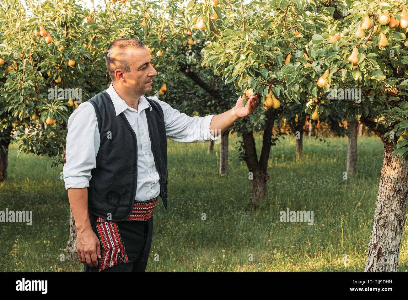 Young man in Serbian traditional clothes picking pears from a tree ...