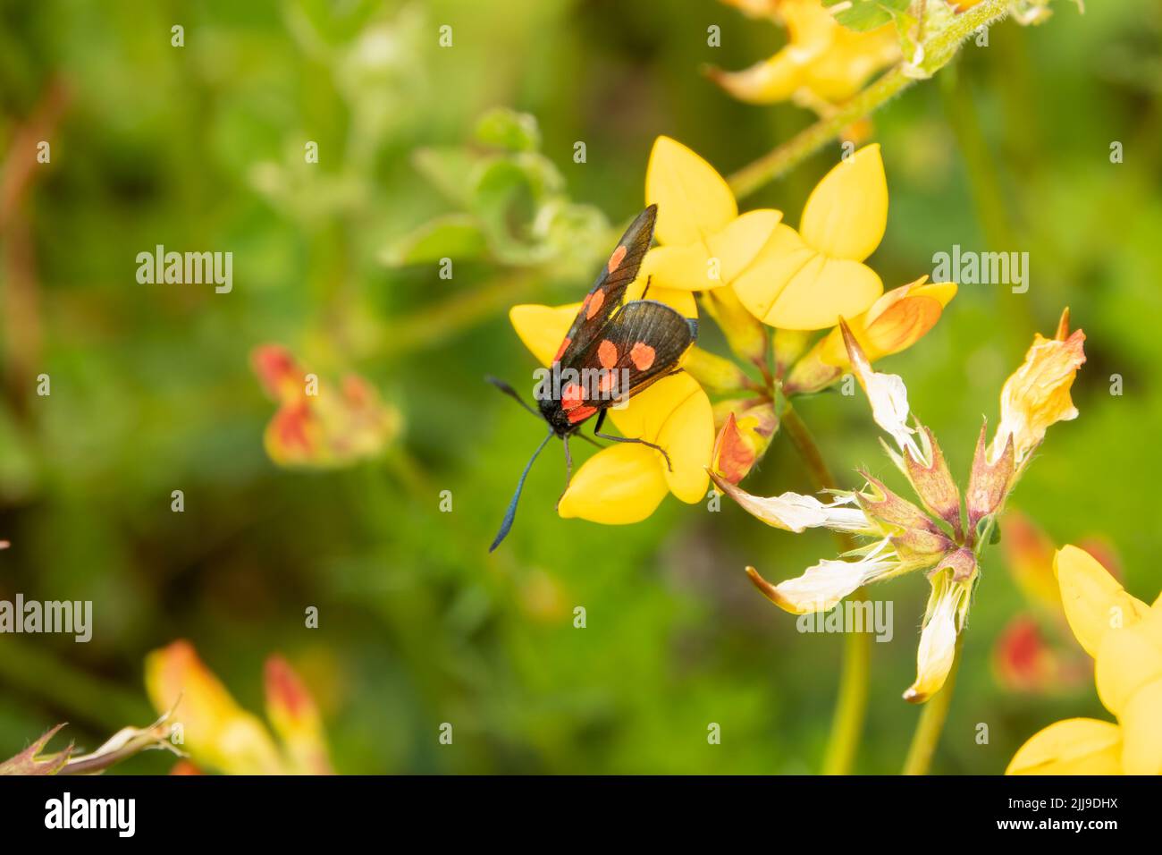 closeup of a six-spot burnet moth (Zygaena trifolii) feeding on Bird's ...