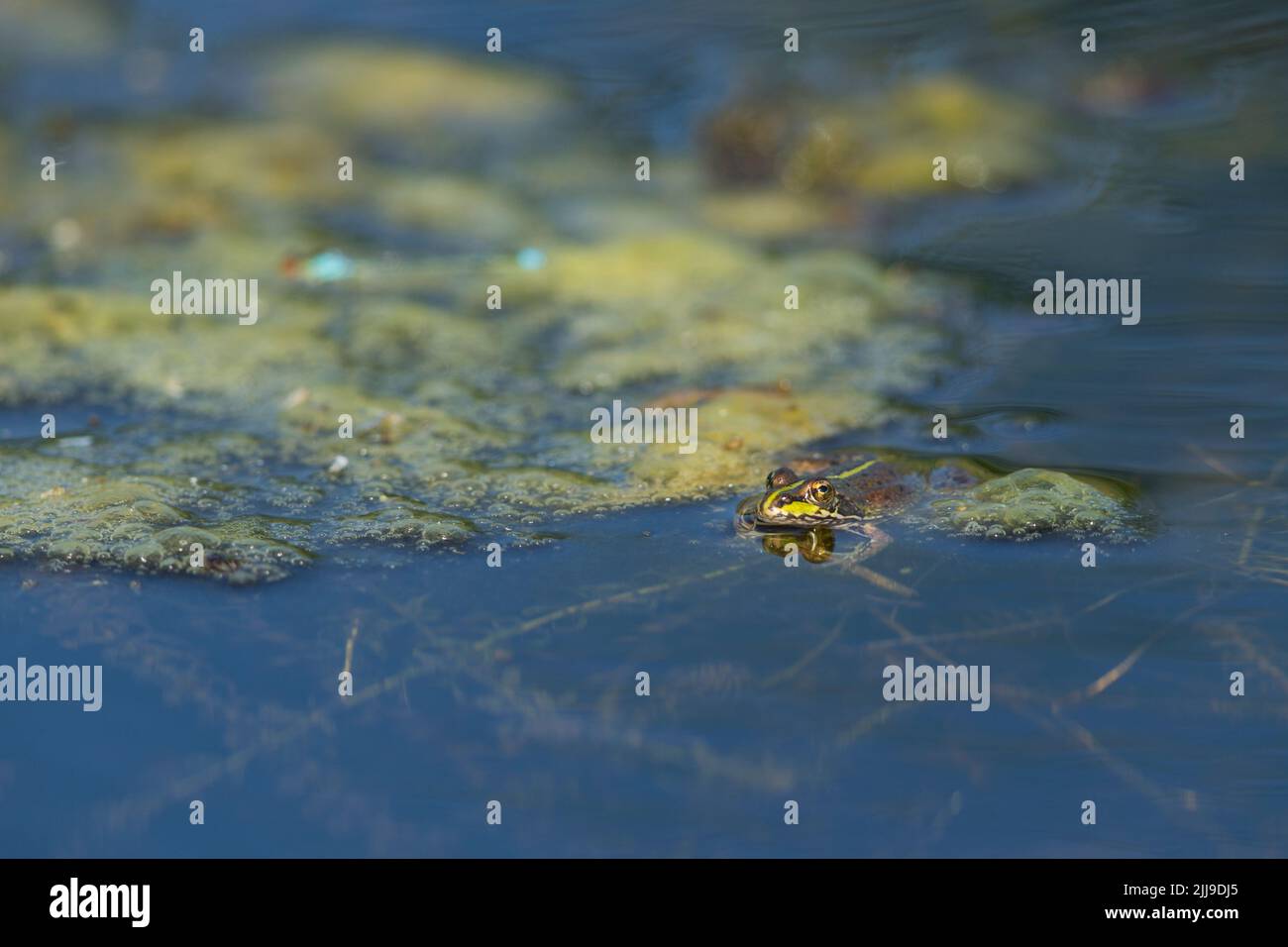 Iberian marsh frog Pelophylax perezi, laying wait for Red-eyed ...