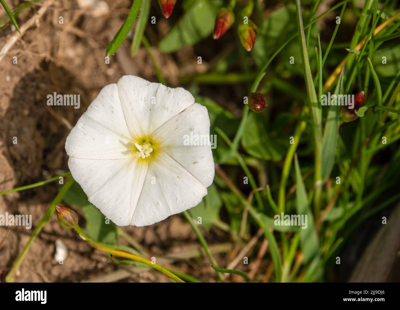detailed closeup of field bindweed a.k.a. bearbine, bethbine, cornbine ...