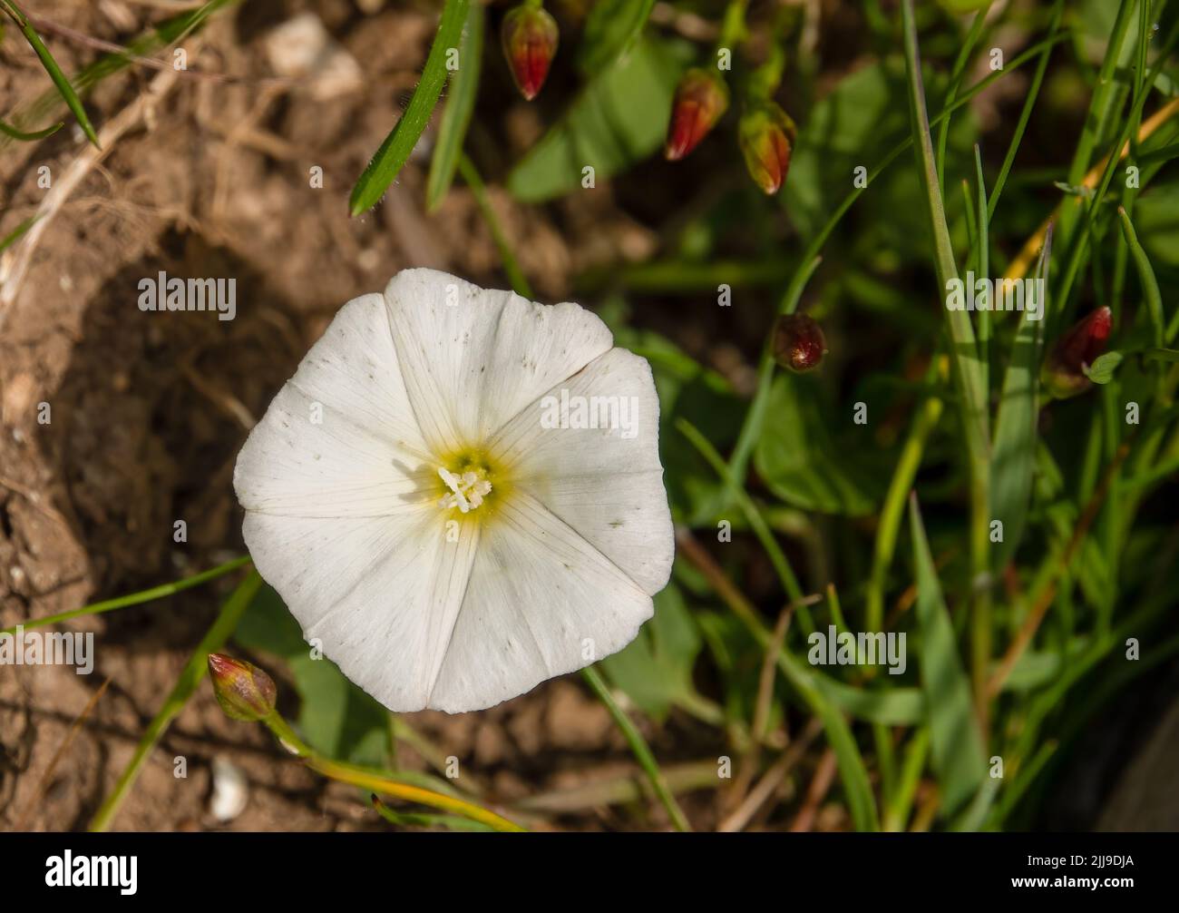 detailed closeup of field bindweed a.k.a. bearbine, bethbine, cornbine ...
