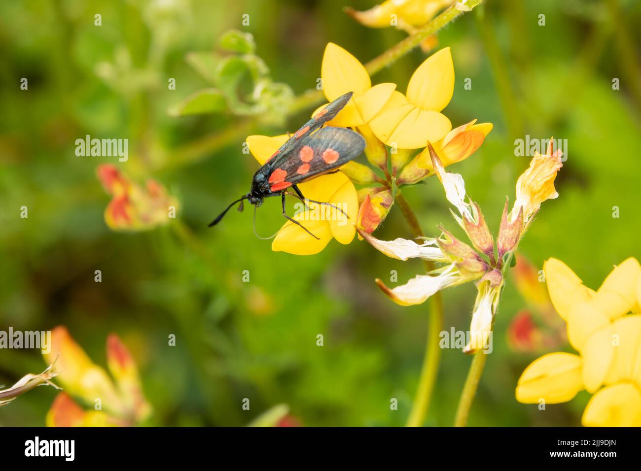 closeup of a six-spot burnet moth (Zygaena trifolii) feeding on Bird's ...