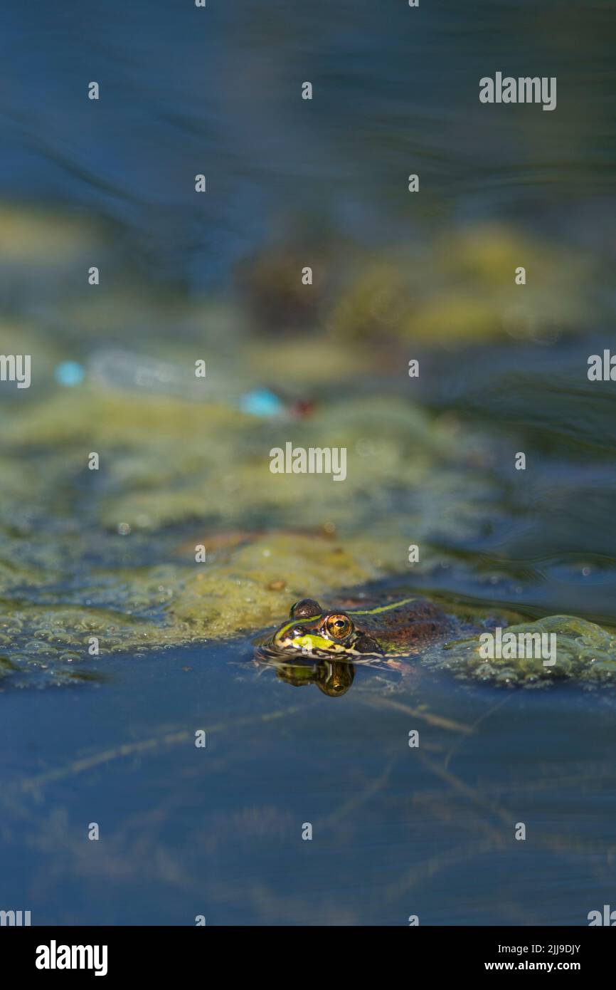 Iberian marsh frog Pelophylax perezi, laying wait for Red-eyed ...