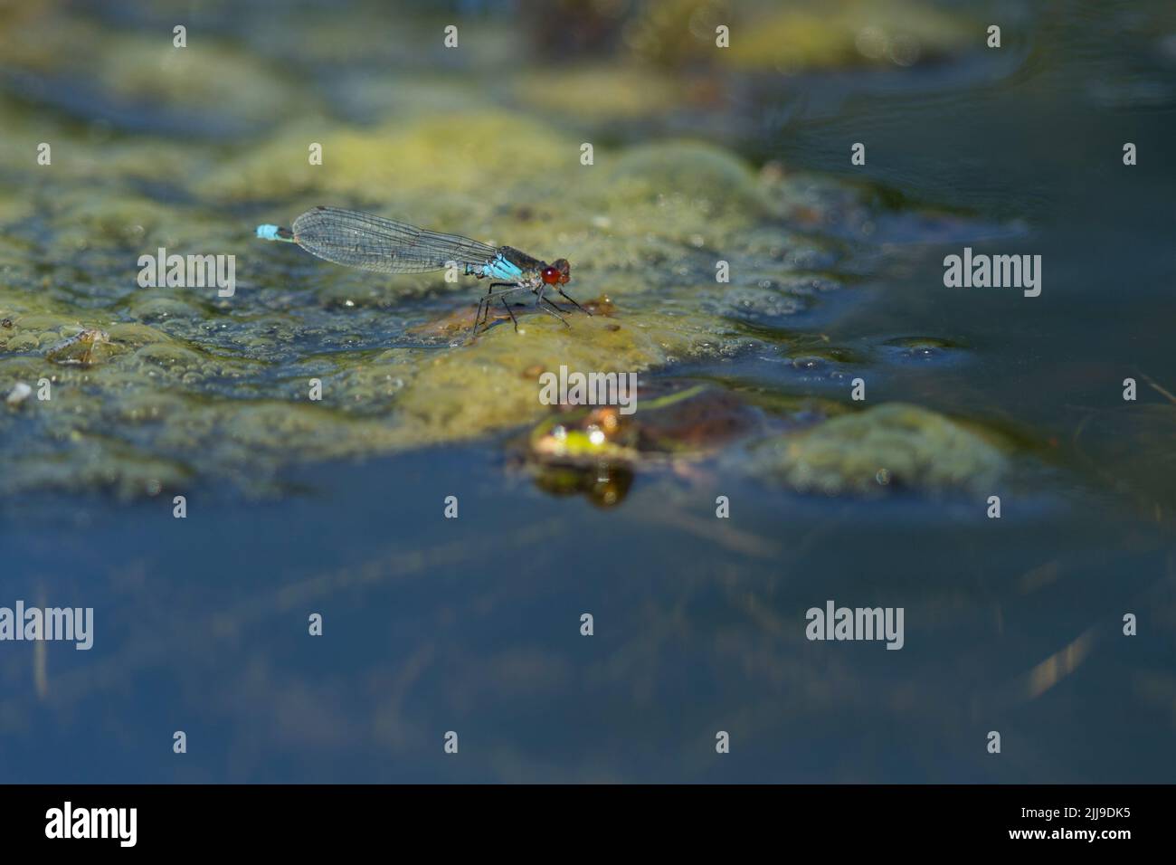 Iberian marsh frog Pelophylax perezi, laying wait for Red-eyed ...