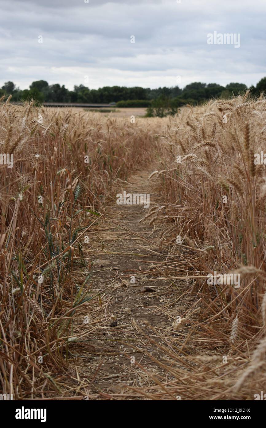 Cereal crop wheatfield hi-res stock photography and images - Alamy