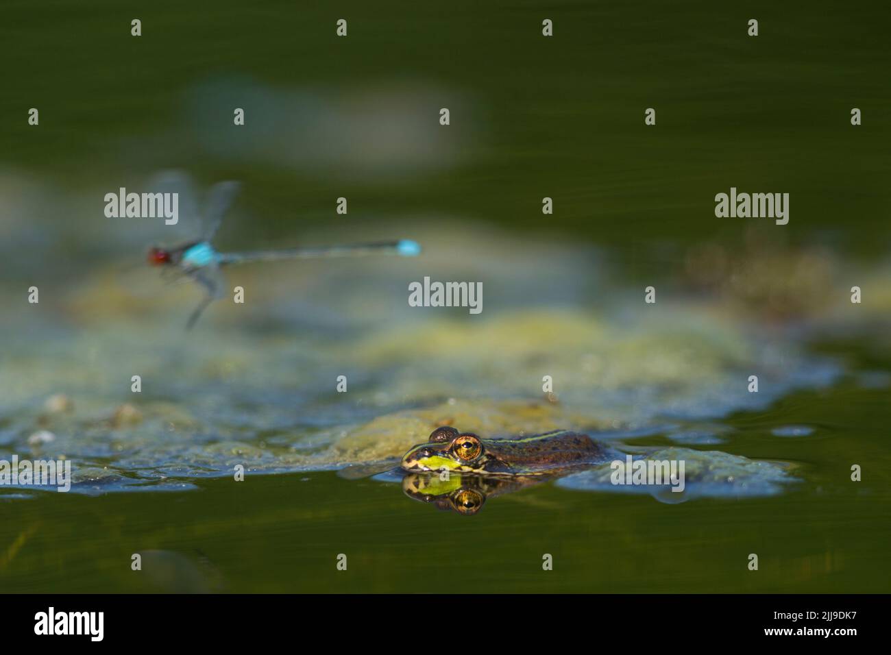 Iberian marsh frog Pelophylax perezi, laying wait for Red-eyed ...