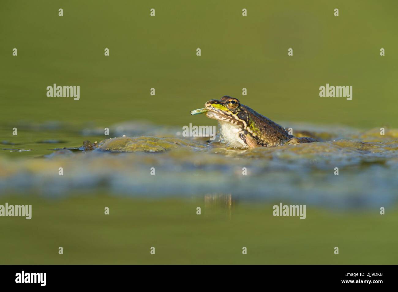 Iberian marsh frog Pelophylax perezi, hunting Red-eyed damselfly, Ham ...