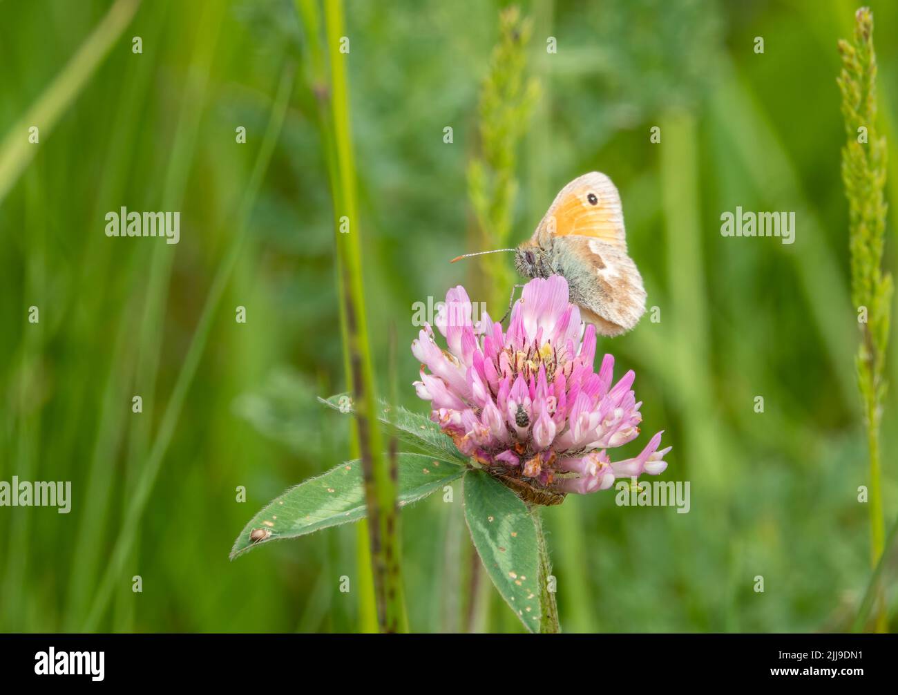 detailed closeup of a Small Heath butterfly (Coenonympha pamphilus ...