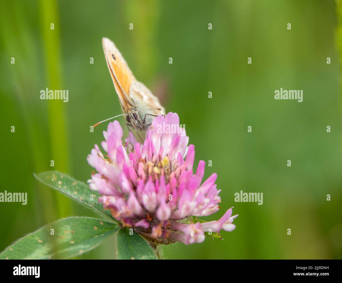 Trifolium pratense moth hi-res stock photography and images - Alamy