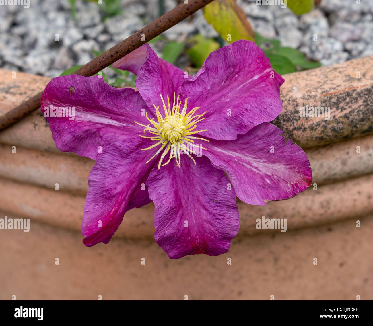 detailed close up of deep purple clematis Etoile Violet in summer bloom ...