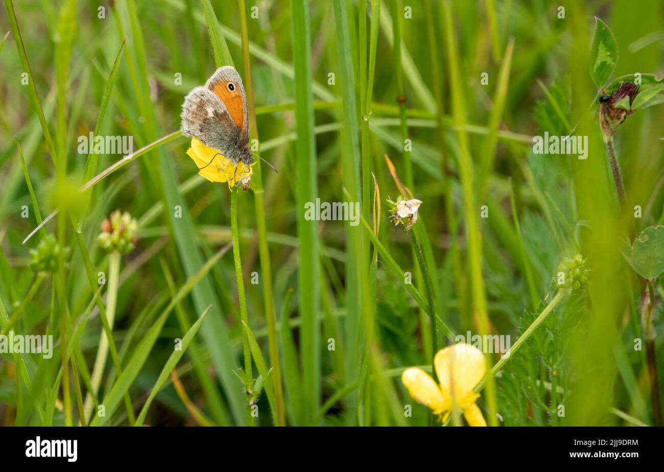 detailed closeup of a Small Heath butterfly (Coenonympha pamphilus ...