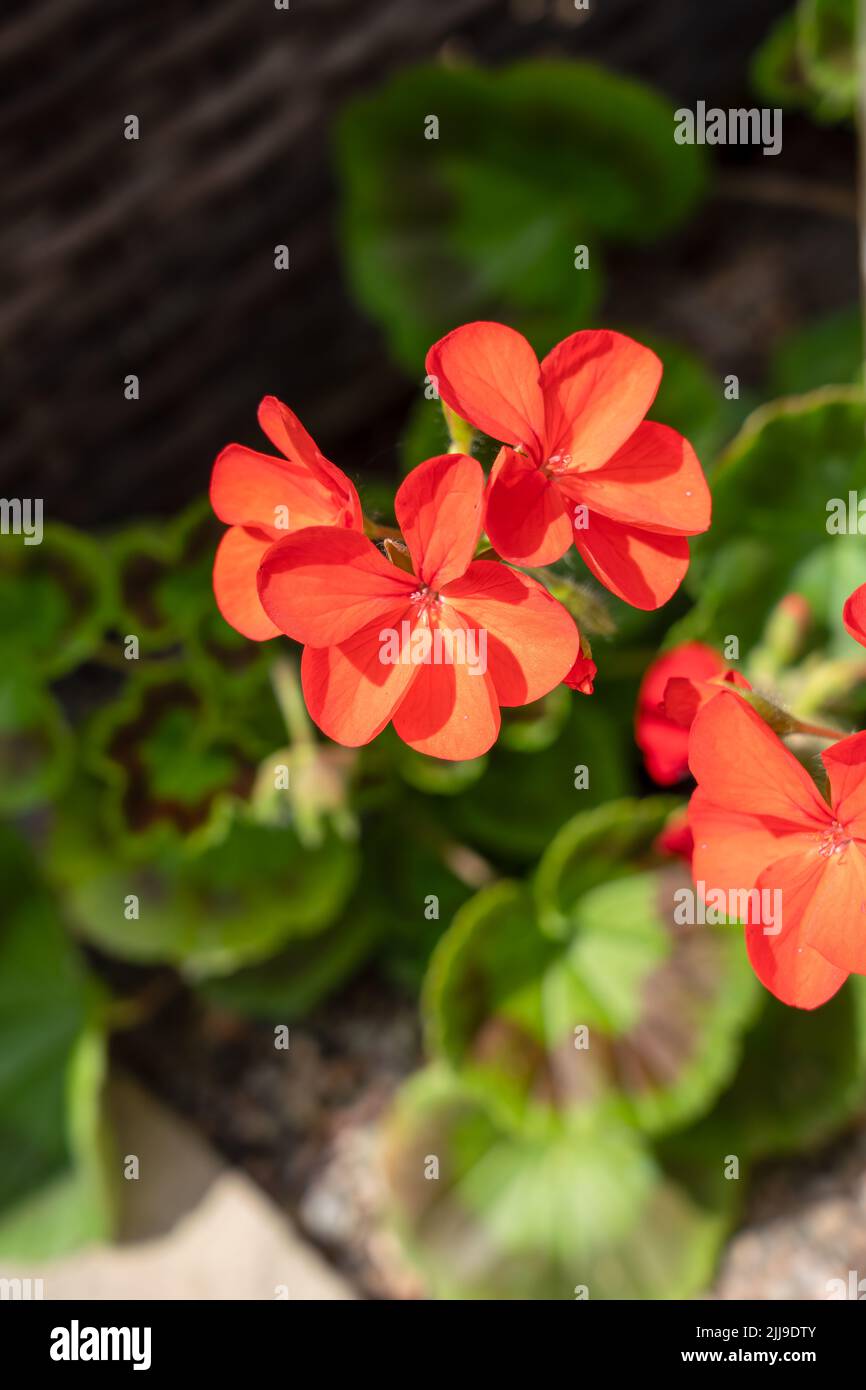 detailed close up of Pelargonium inquinans, the scarlet geranium Stock ...